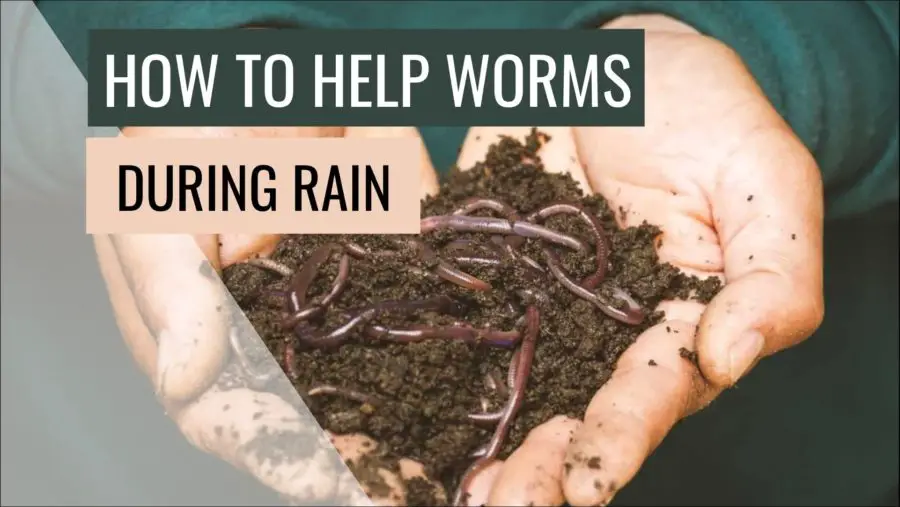 What Should I Do With Worms On The Sidewalk During Rain ...