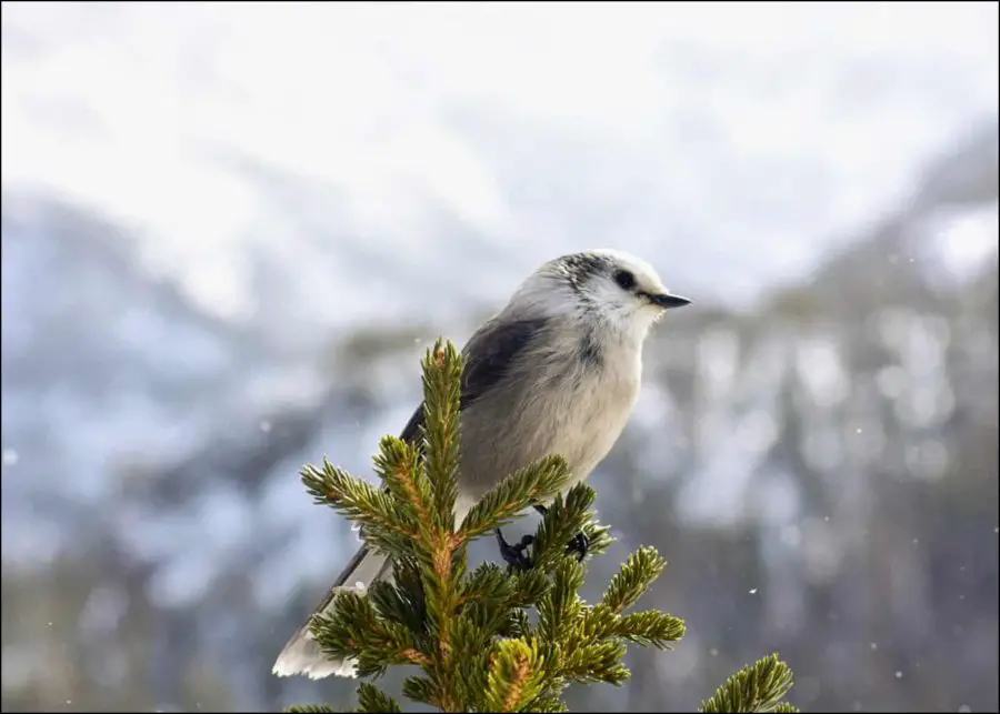 7 Easy Ways For You To Help Birds During Winter – HowToHelpAnimals.com