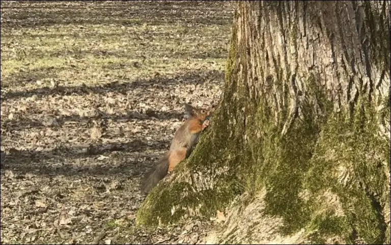 What To Feed And How To Help Squirrels During Winter – HowToHelpAnimals.com