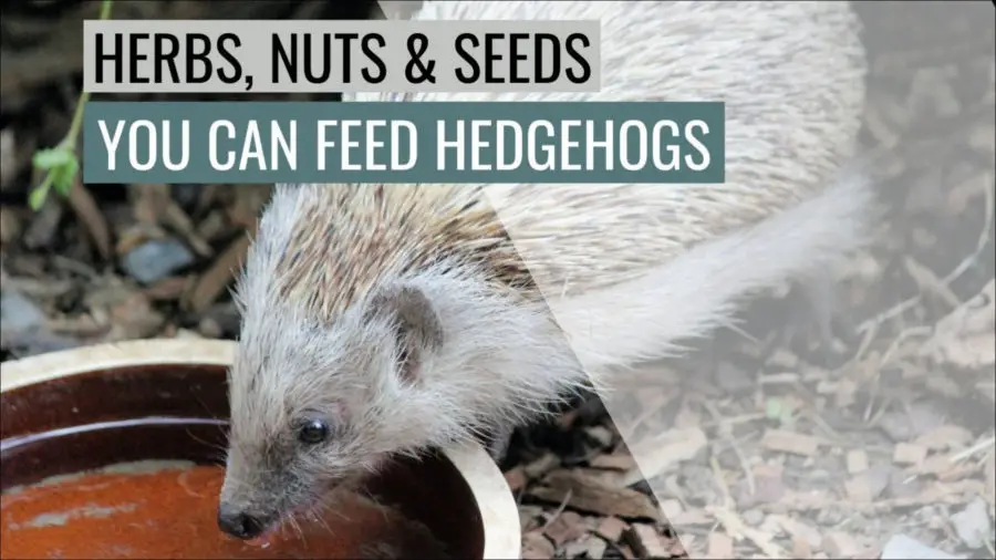 25+ What Herbs, Nuts & Seeds Can And Can’t Hedgehogs Eat ...
