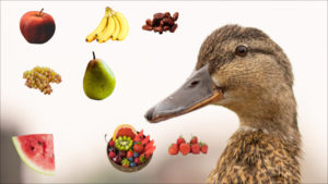 30+ What Fruits Can And Can’t Ducks Eat? – HowToHelpAnimals.com