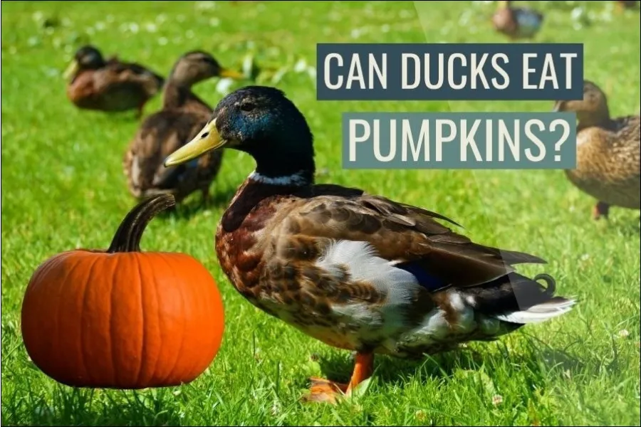 Can Ducks Eat Pumpkins? – HowToHelpAnimals.com