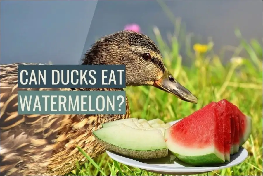 Can Ducks Eat Watermelon? (Answered) – HowToHelpAnimals.com