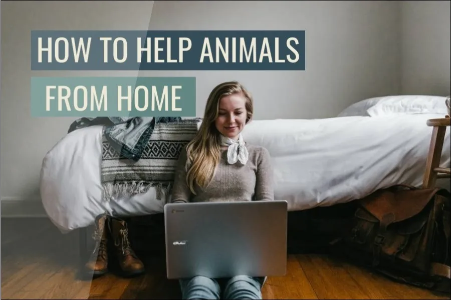 27 Ways How To Help Animals From Home – HowToHelpAnimals.com