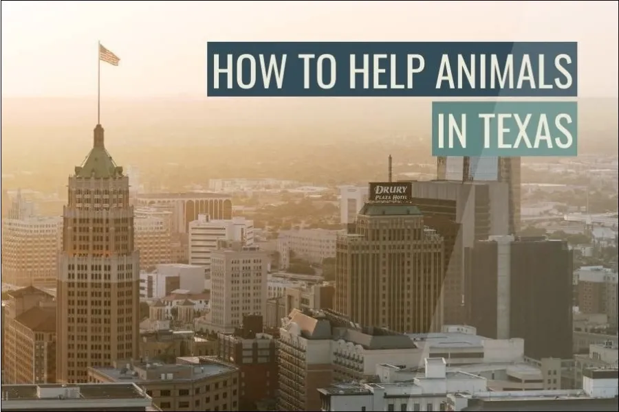 How To Help Animals in Texas – HowToHelpAnimals.com